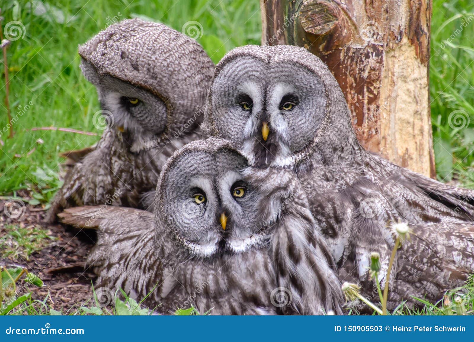 Bearded Owl, Bearded Owl Snowy Owl Stock Image - Image of predator ...