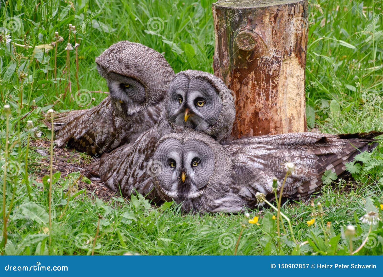 Bearded Owl, Bearded Owl Snowy Owl Stock Image - Image of grey, beak ...
