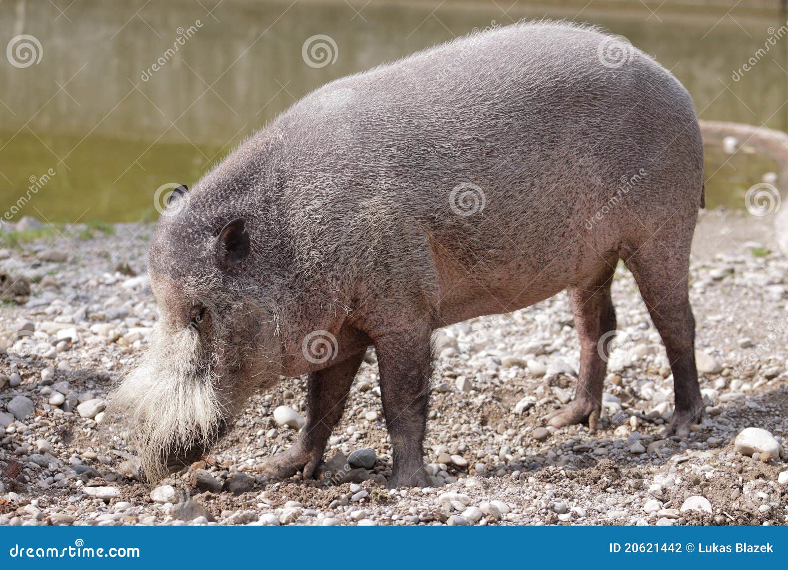 Bearded pig stock photo. Image of bornean, river, bearded - 20621442