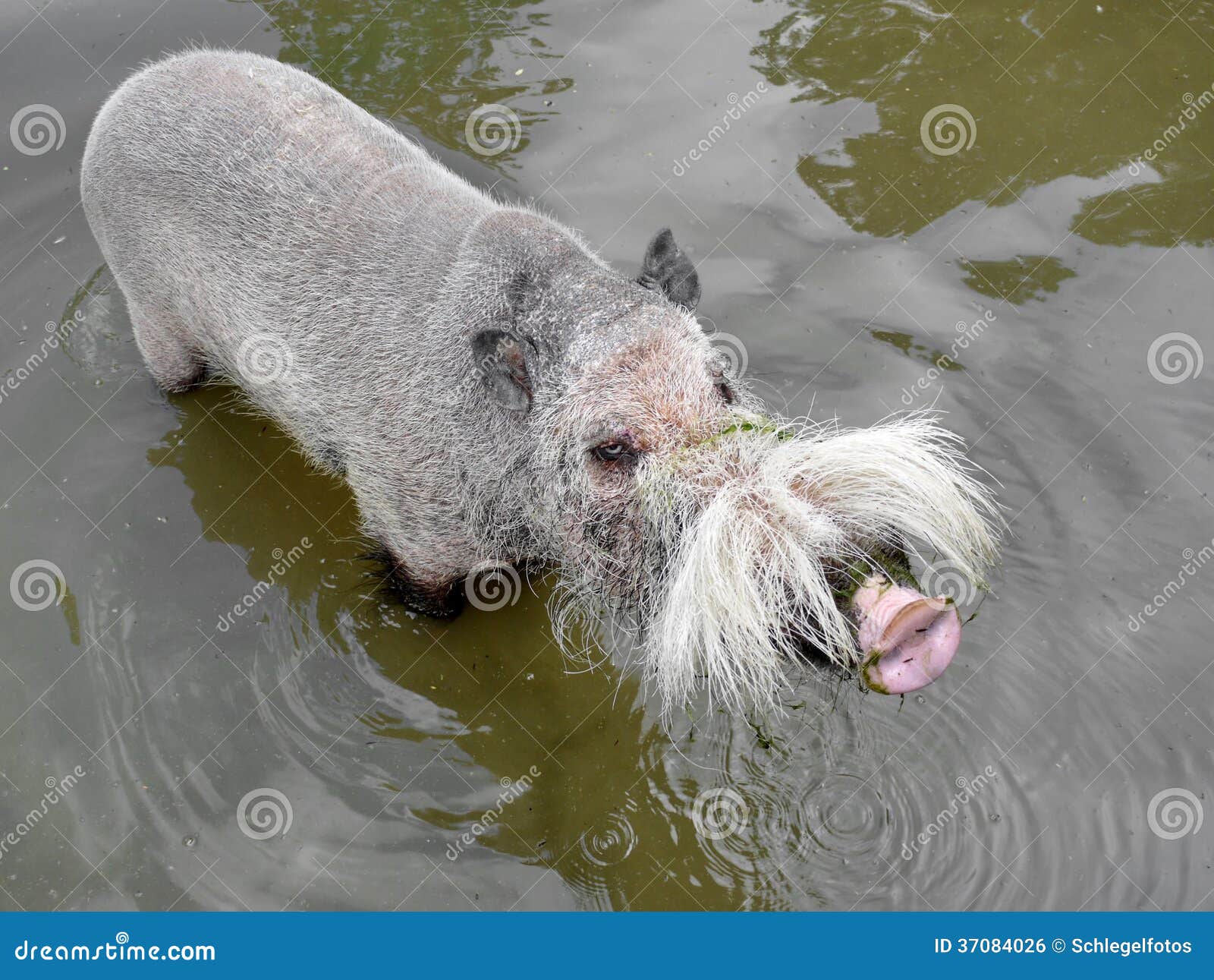 Bearded pig in water stock photo. Image of wild, natural - 37084026