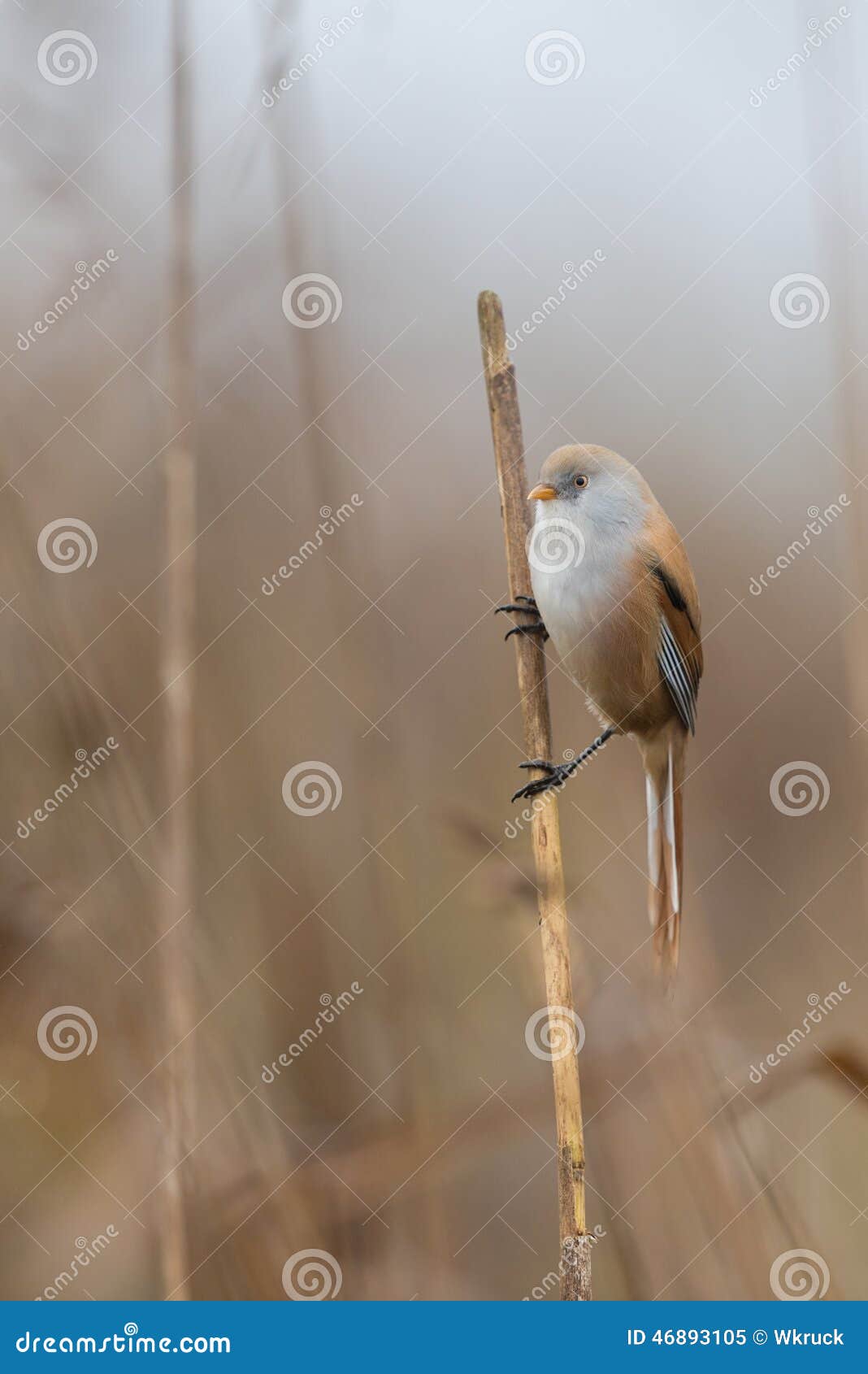 Bearded reedling stock image. Image of bird, wild, beautiful - 46893105