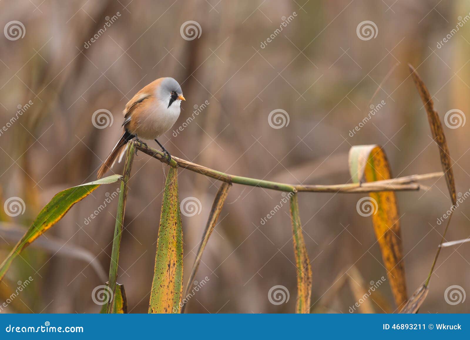 Bearded reedling stock image. Image of bird, small, male - 46893211