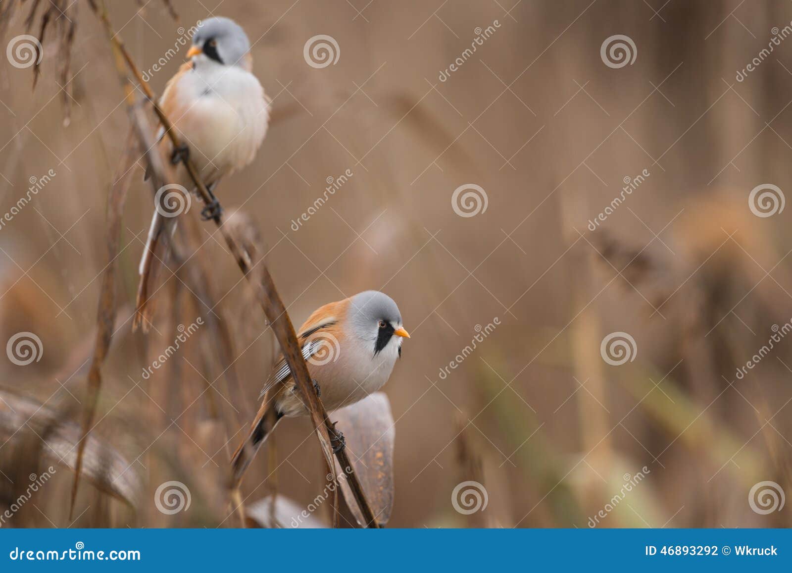 Bearded Reedling Or Beraded Tit, Panurus Biarmicus, Male. Isolated On ...