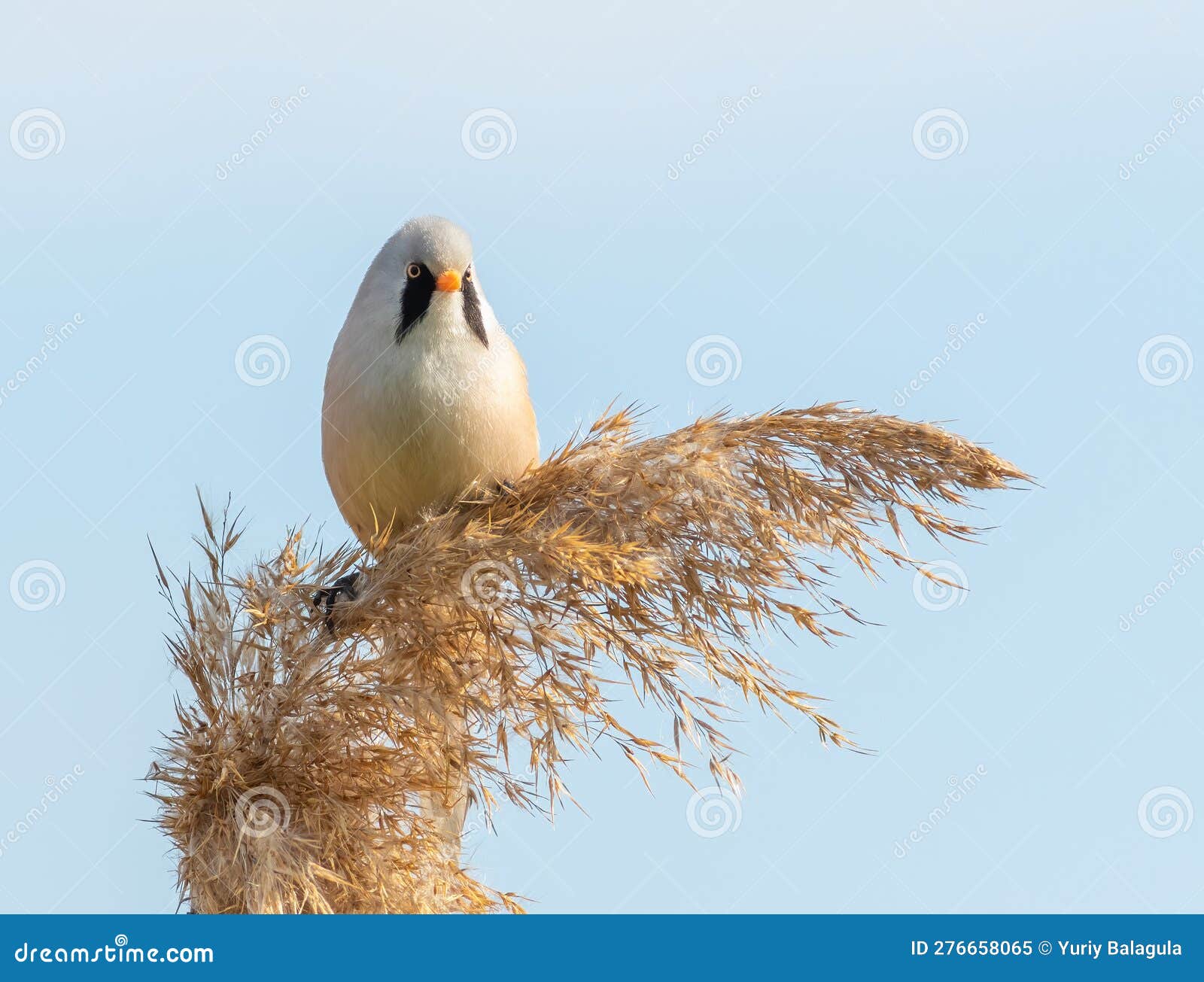 Bearded Reedling, Panurus Biarmicus. a Bird Sits on Top of a Reed Stock ...