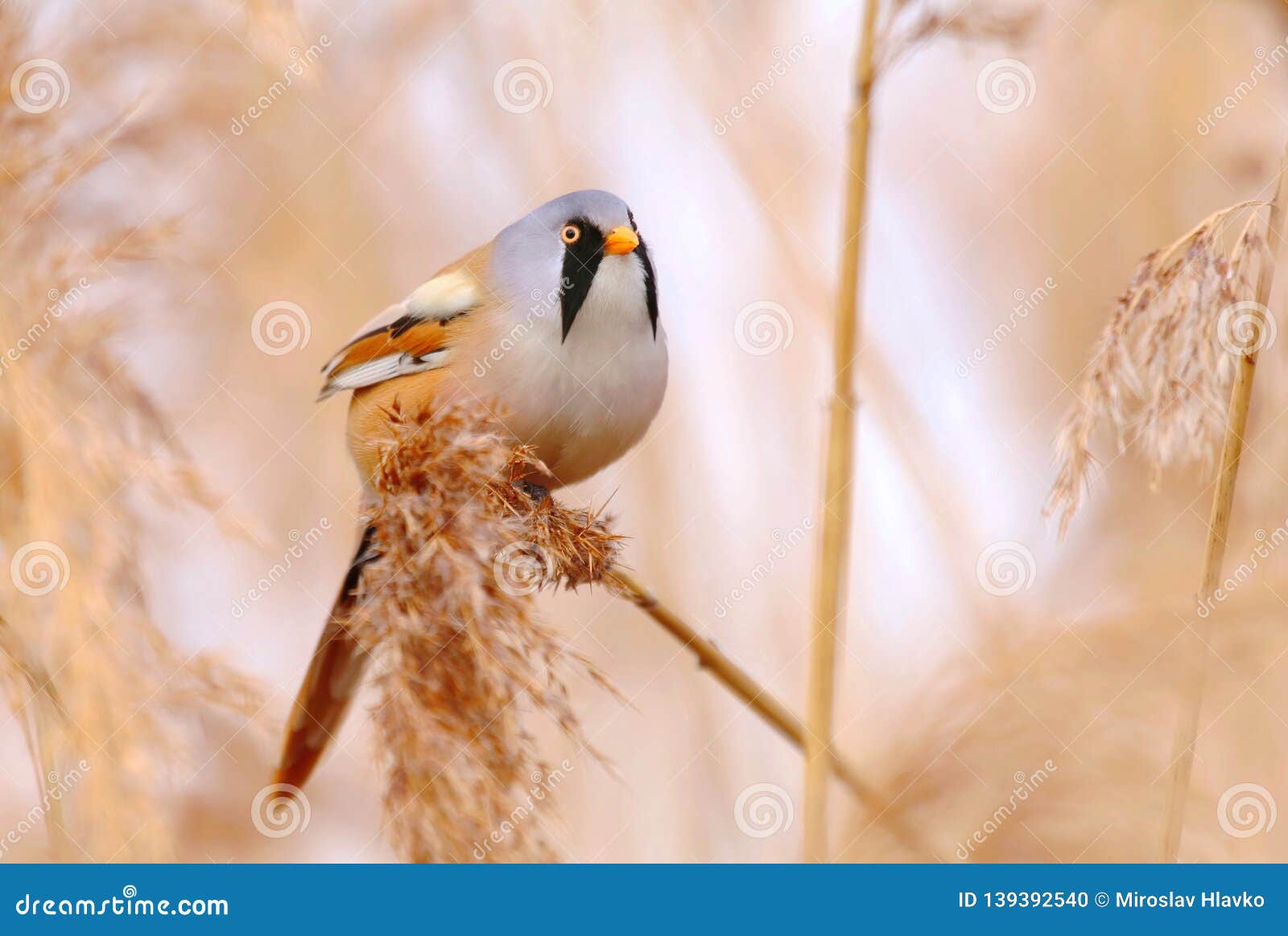 Bearded Reedling Panurus Biarmicus on Reed Stock Photo - Image of ...