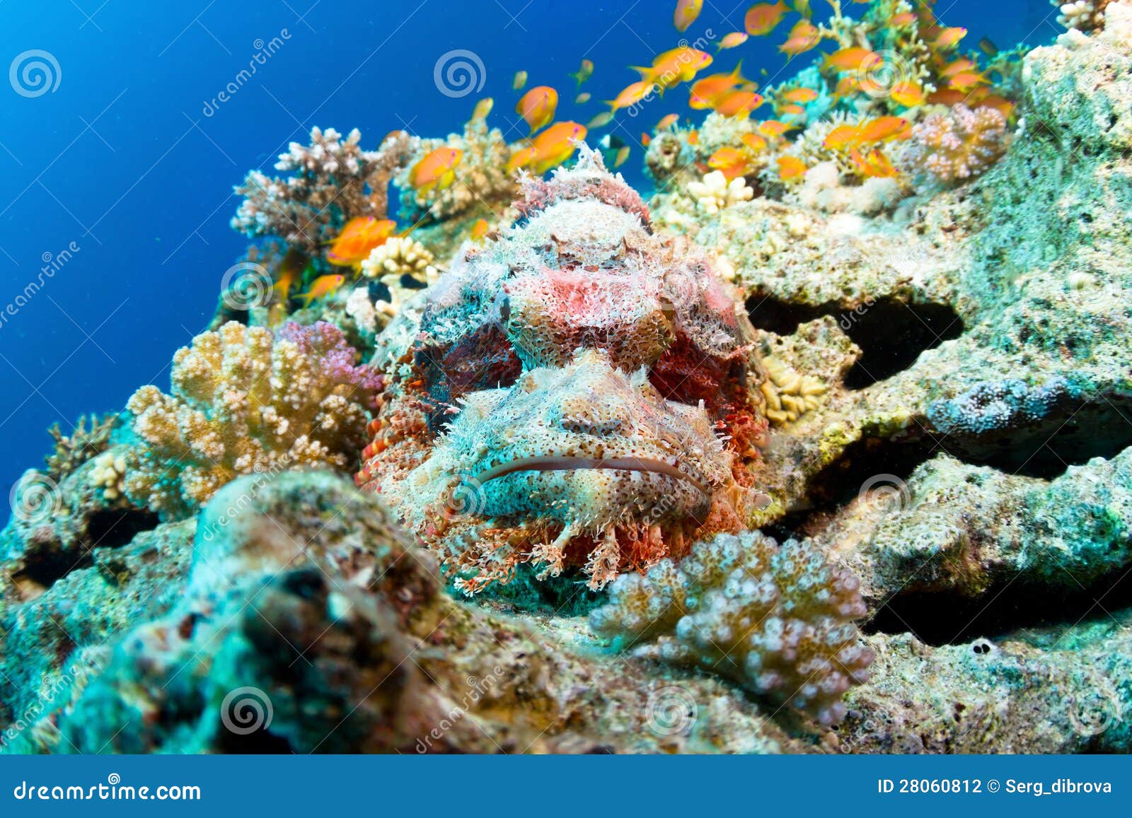 Bearded scorpionfish stock photo. Image of color, sealife - 28060812