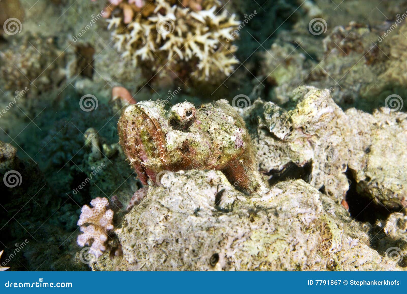 Bearded scorpionfish stock image. Image of dive, ocean - 7791867