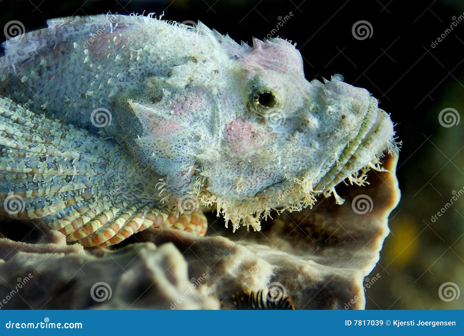 Bearded scorpionfish stock image. Image of maldives, divesite - 7817039