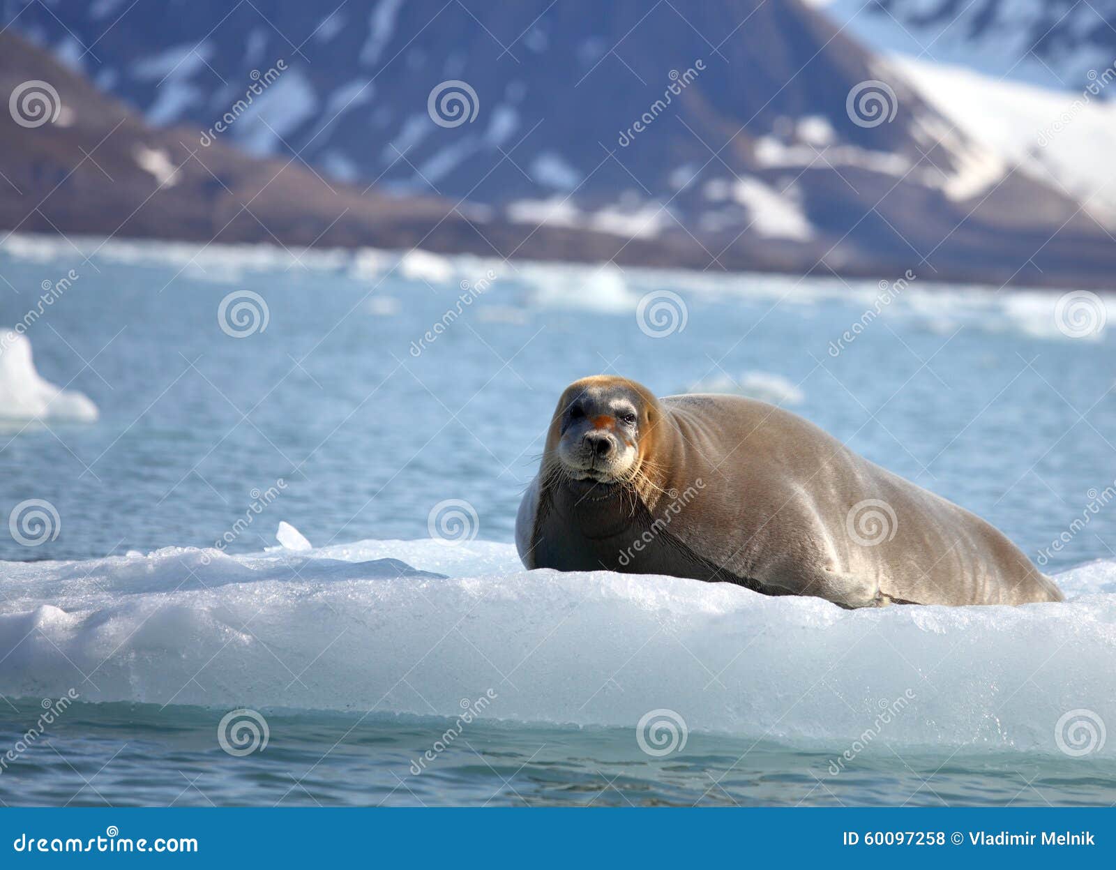 Bearded seal on fast ice stock photo. Image of polar - 60097258