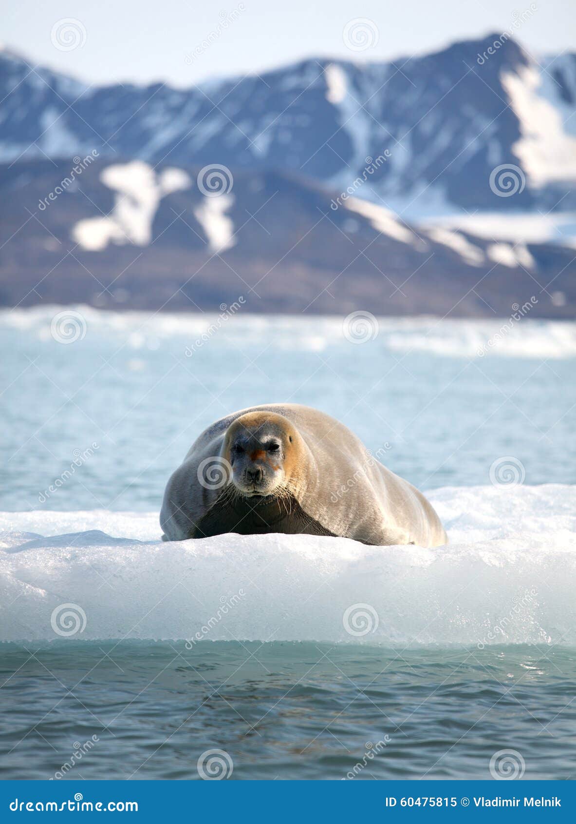 Bearded seal on fast ice stock image. Image of franz - 60475815