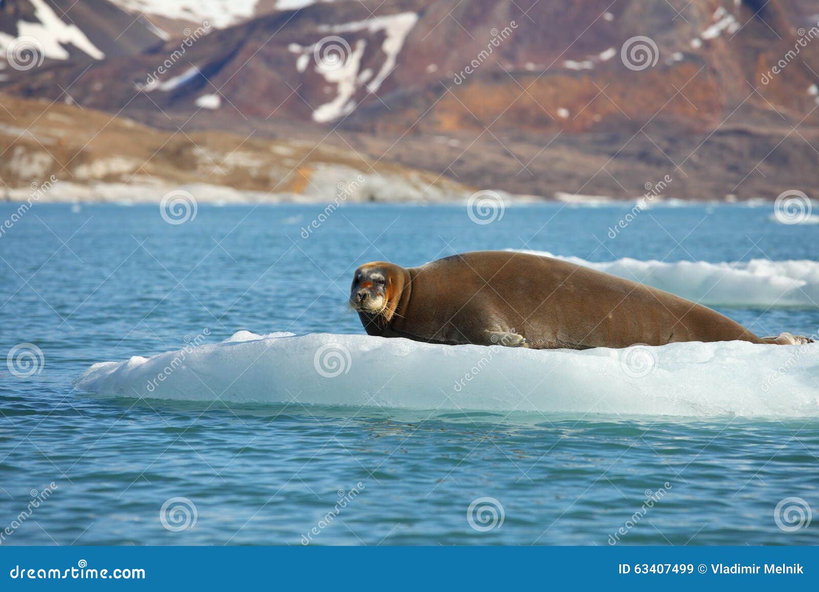 Bearded seal on fast ice stock image. Image of land, erignathus - 63407499