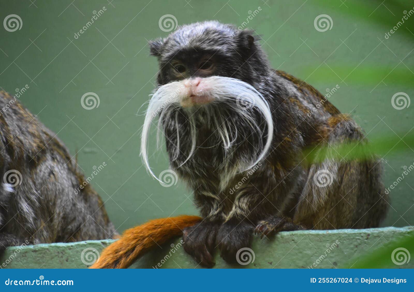 Bearded Tamarin Monkey Gazing Down from a Platform Stock Photo - Image ...