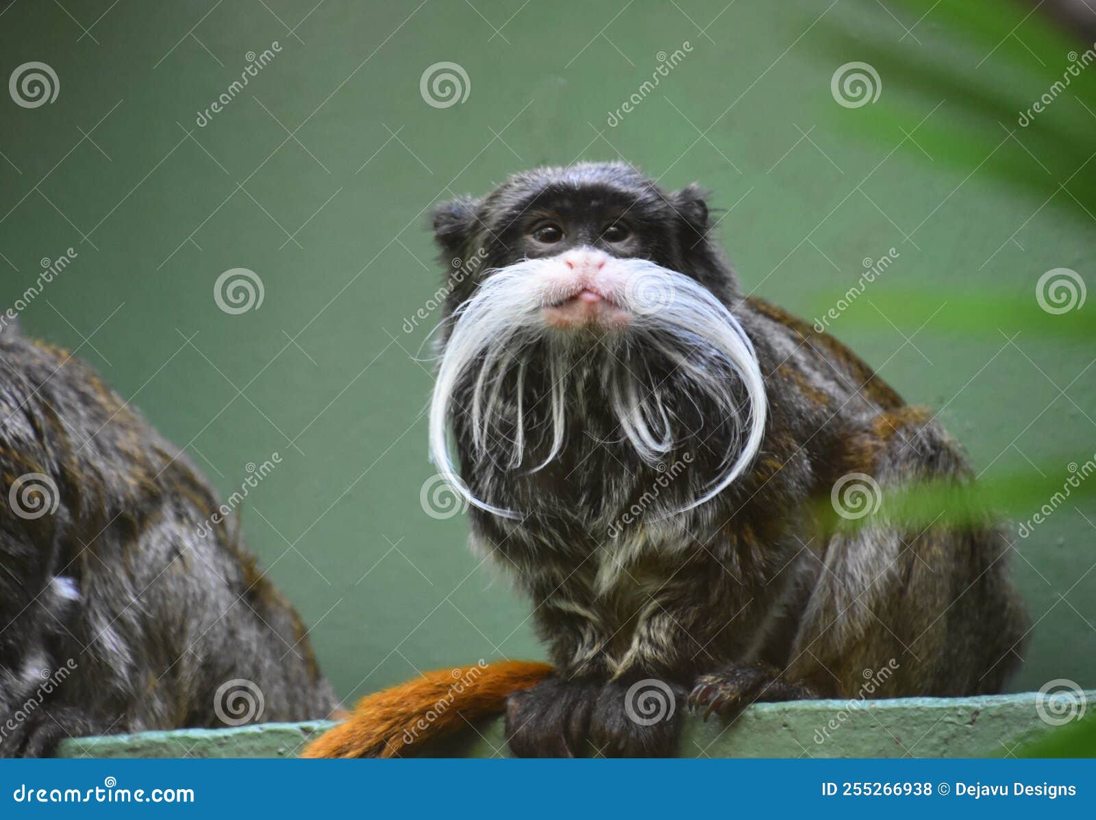 Bearded Tamarin Monkey Perched on a Shelf Stock Photo - Image of ...