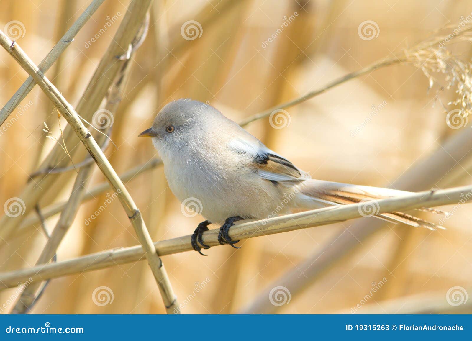 Bearded Tit, Female - Reedling (Panurus Biarmicus) Stock Image - Image ...