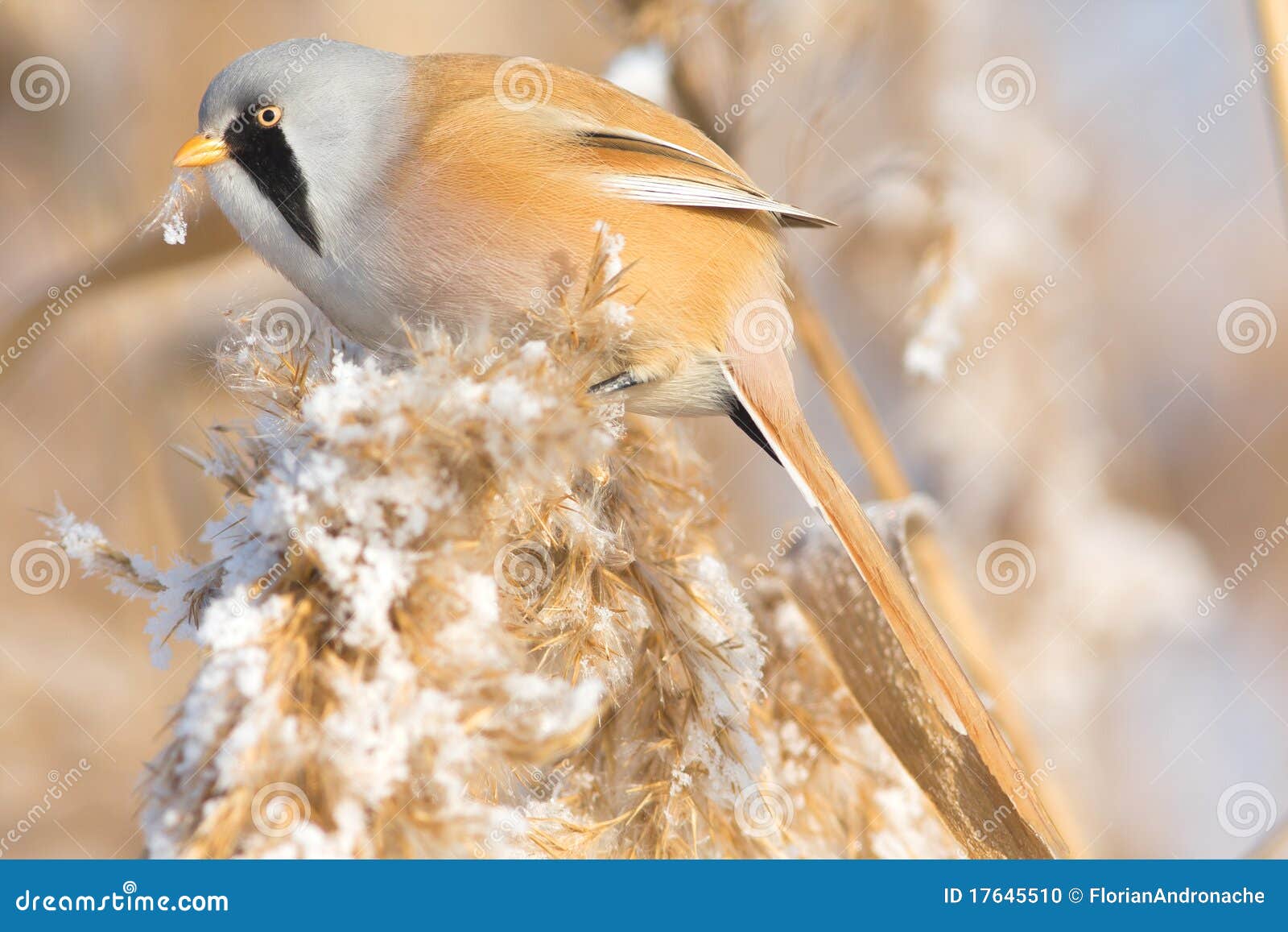 Bearded Tit, Male - Reedling (Panurus Biarmicus) Stock Photo - Image of ...