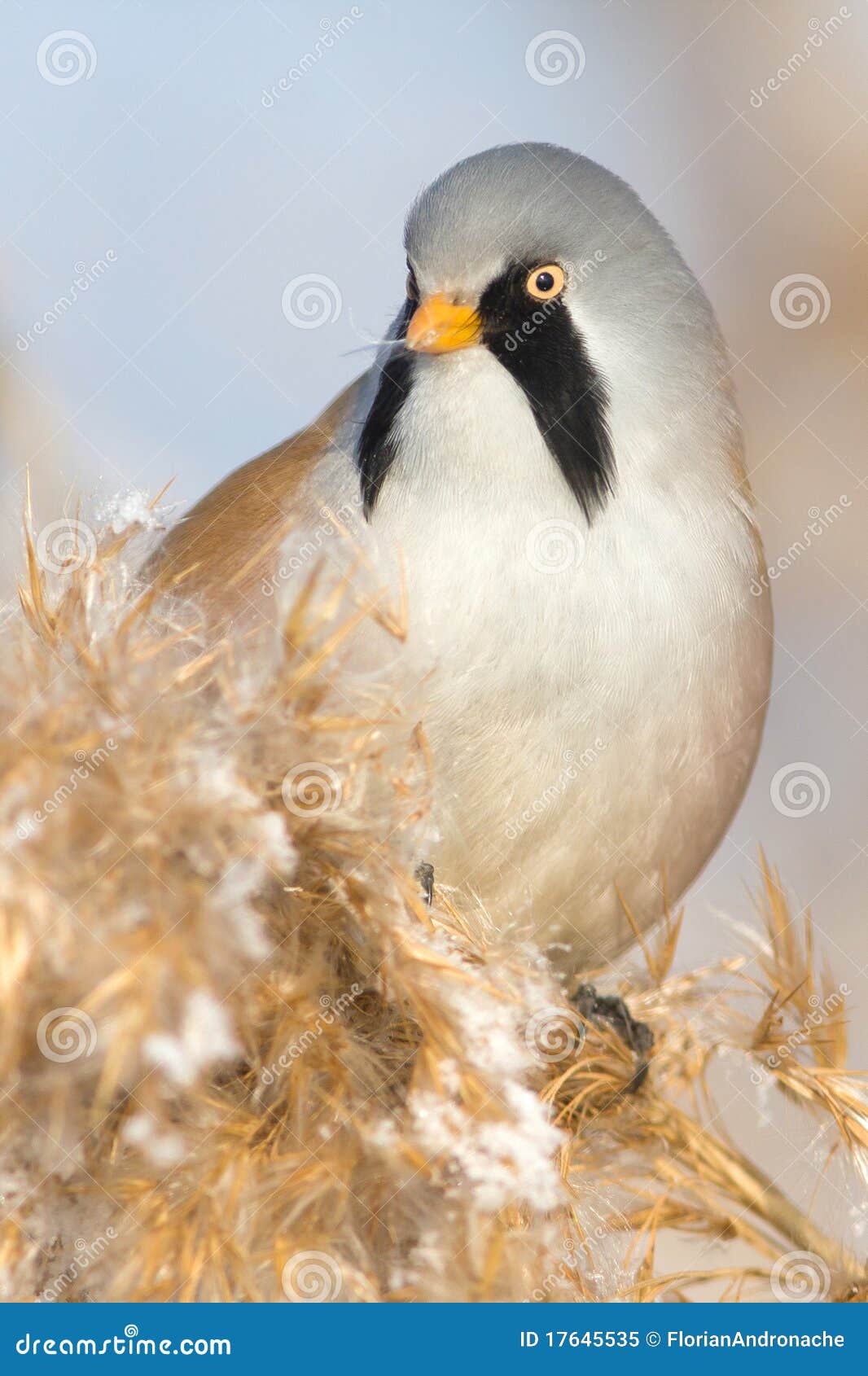 Bearded Tit, Male - Reedling (Panurus Biarmicus) Stock Image - Image of ...