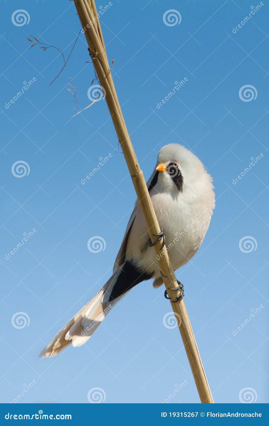 Bearded Tit, Male - Reedling (Panurus Biarmicus) Stock Image - Image of ...