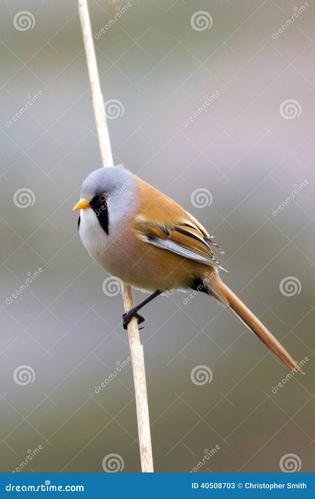 Bearded Tit ( Panurus Biarmicus ) Stock Image - Image of small, grass ...