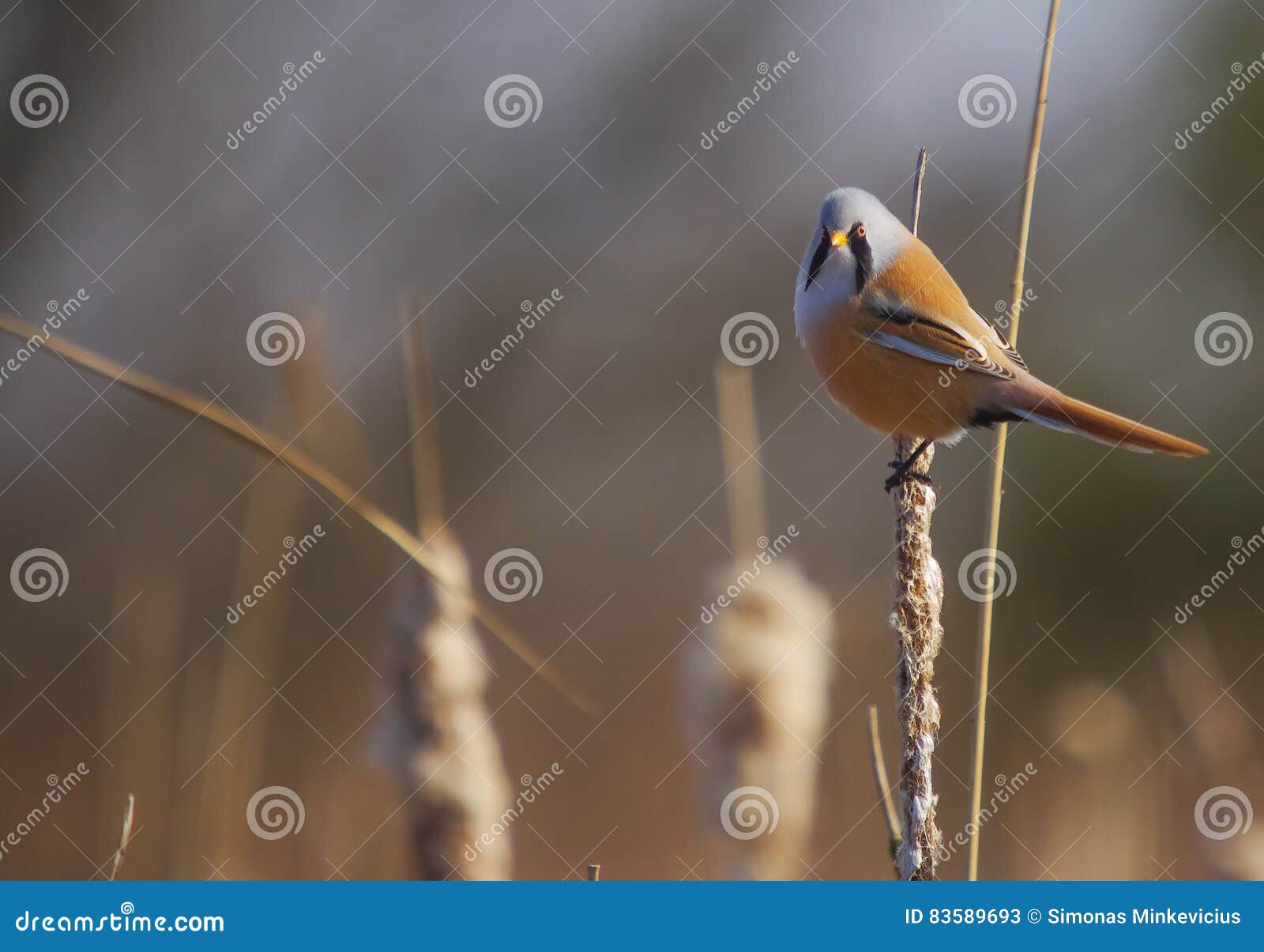 Bearded Tit - Panurus Biarmicus Stock Image - Image of male, winter ...