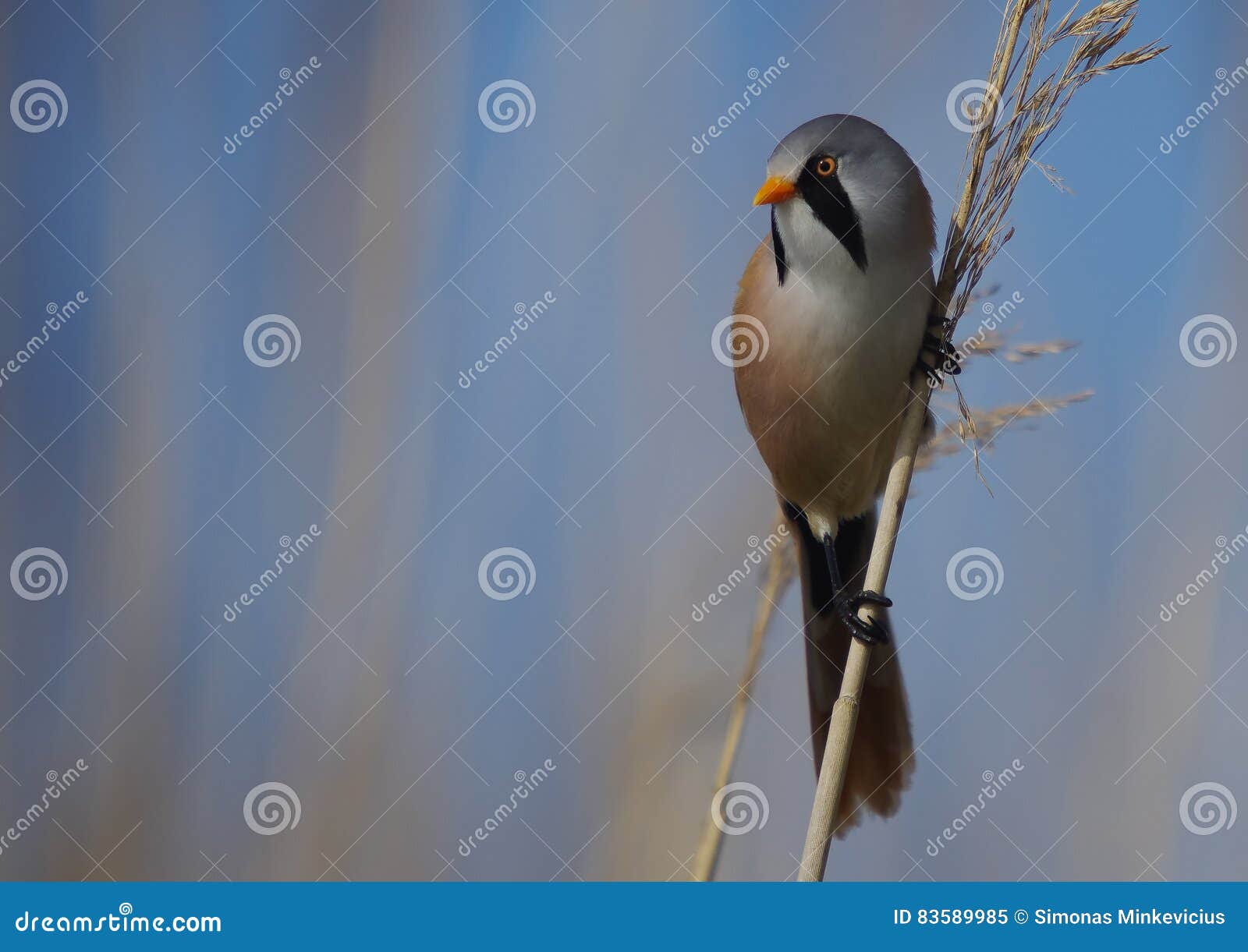 Bearded Tit - Panurus Biarmicus Stock Image - Image of wild, bird: 83589985