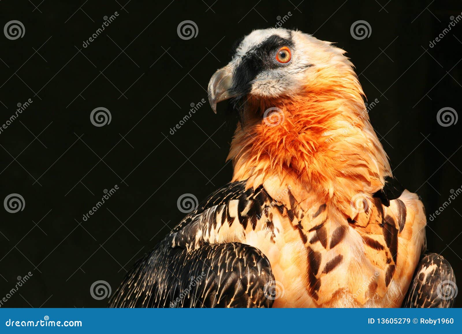 Bearded vulture stock image. Image of flight, falcon - 13605279