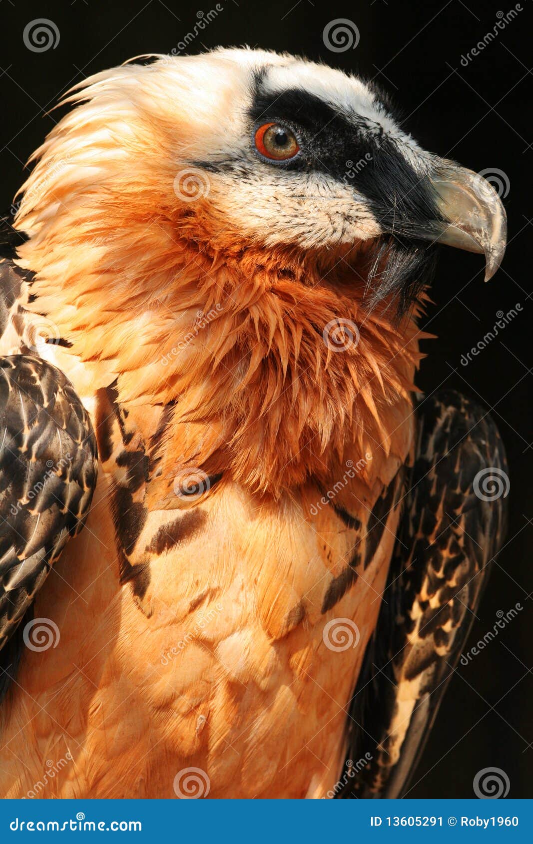 Bearded vulture, stock image. Image of isolated, head - 13605291