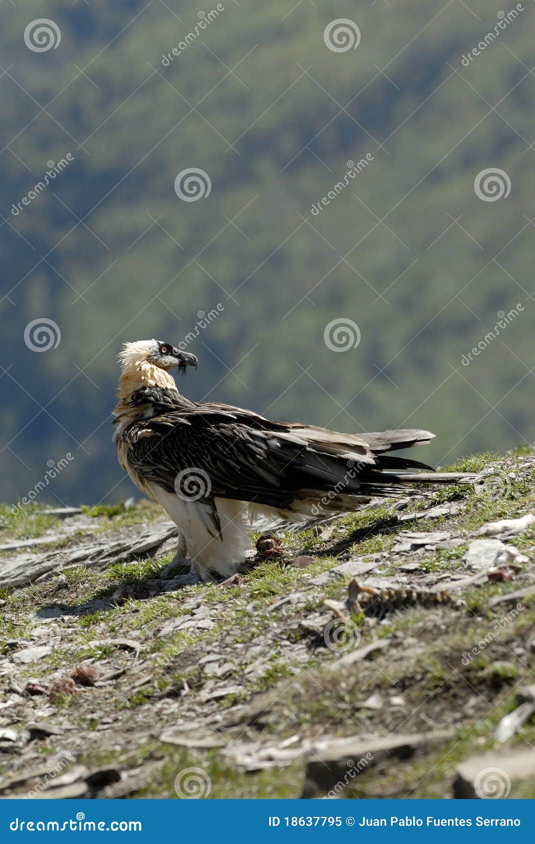 The bearded vulture stock image. Image of wildlife, birds - 18637795
