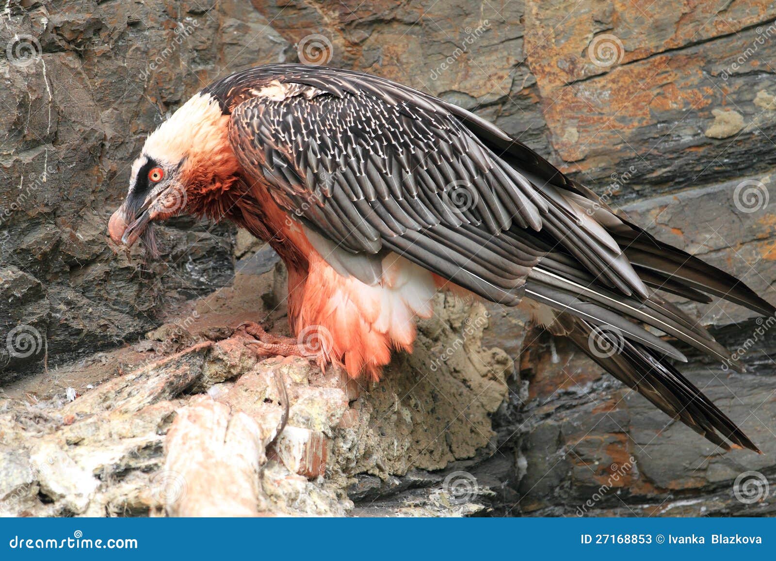 Bearded vulture stock image. Image of bird, nature, vulture - 27168853