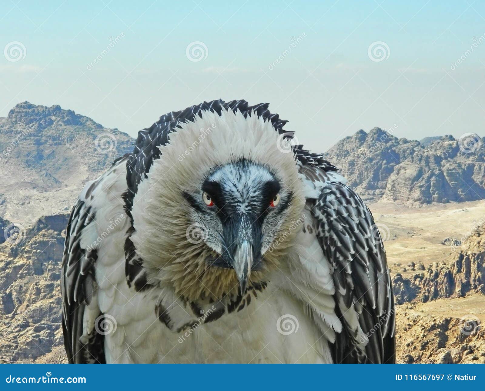 Bearded Vulture Against Mountains Stock Image - Image of front, posing ...