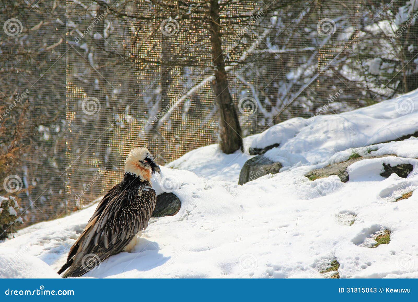 Bearded Vulture, the Alpine Bird Stock Image - Image of feathers, alps ...