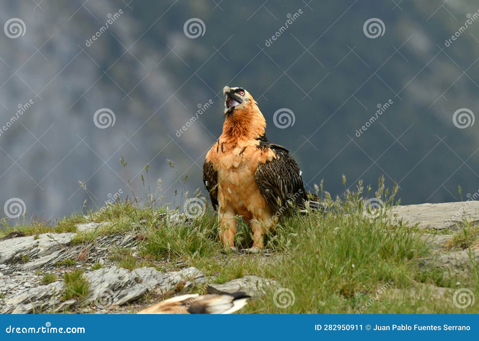 A Bearded Vulture in the Aragon Pyrenees Stock Image - Image of eagle ...