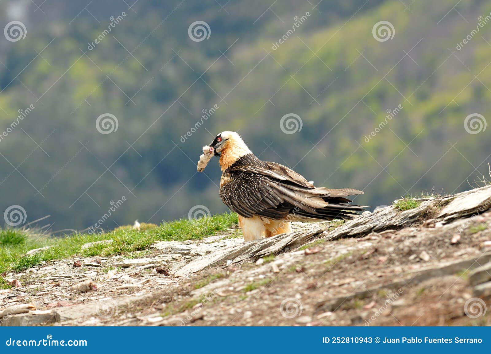 Bearded Vulture in the Aragonese Pyrenees Stock Image - Image of kite ...