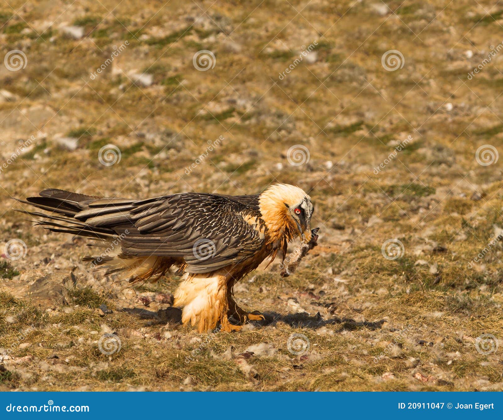 Bearded Vulture with a Bone Stock Image - Image of animal, species ...