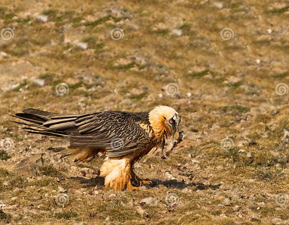 Bearded Vulture with a Bone Stock Image - Image of animal, species ...