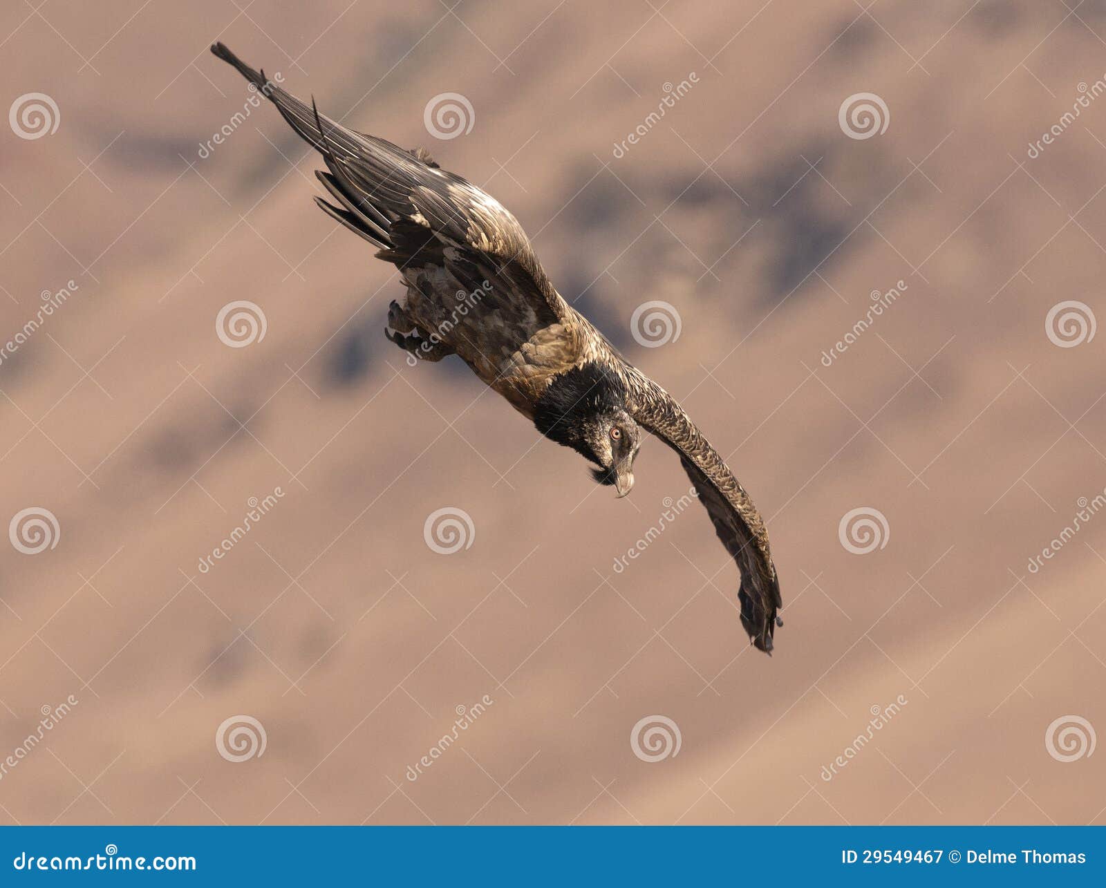 Bearded Vulture Diving Down Stock Image - Image of alone, grass: 29549467