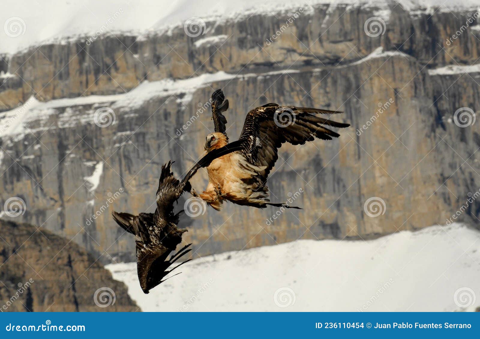 Bearded vulture in flight stock photo. Image of pirineos - 236110454