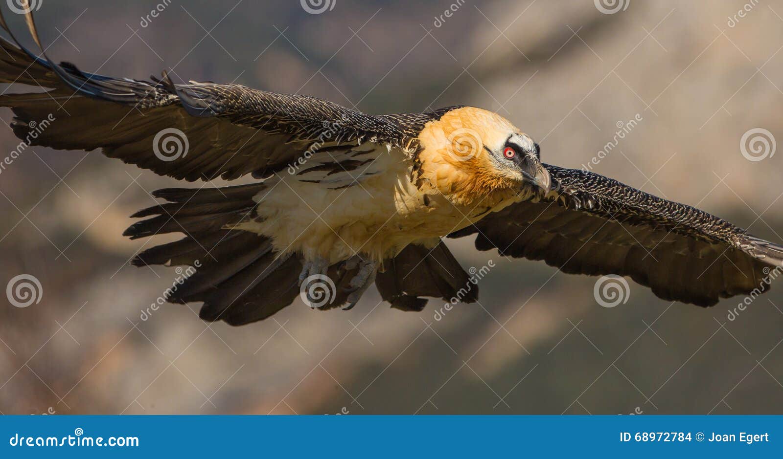 Bearded Vulture in flight stock photo. Image of scrounger - 68972784