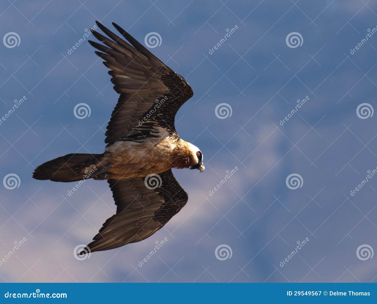 Bearded Vulture Flying Past Overhead while Looking for Prey Stock Image ...