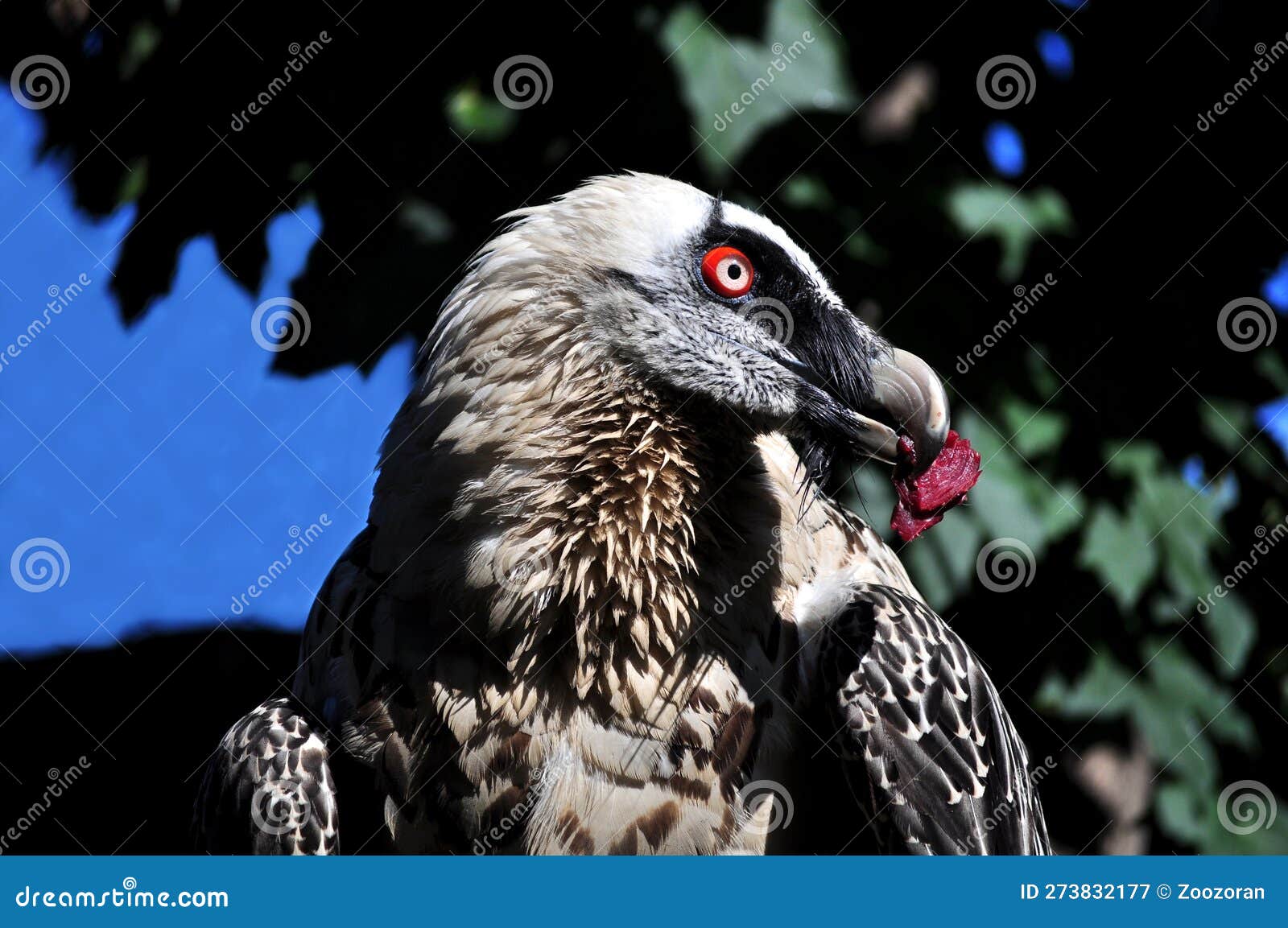 Bearded Vulture (Gypaetus Barbatus) Stock Image - Image of finch, prey ...