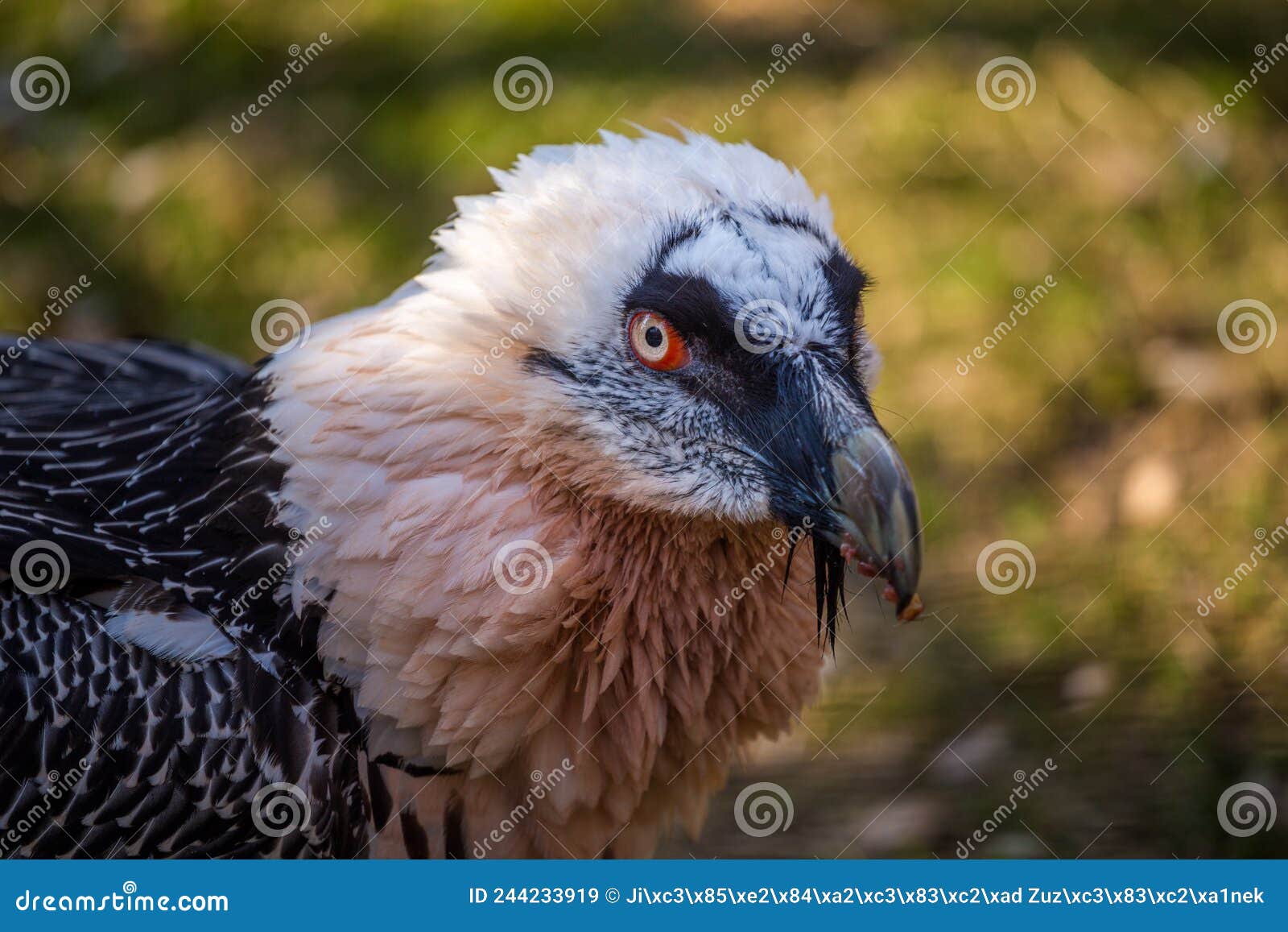 Bearded Vulture Portrait in Nature Park Stock Image - Image of ...