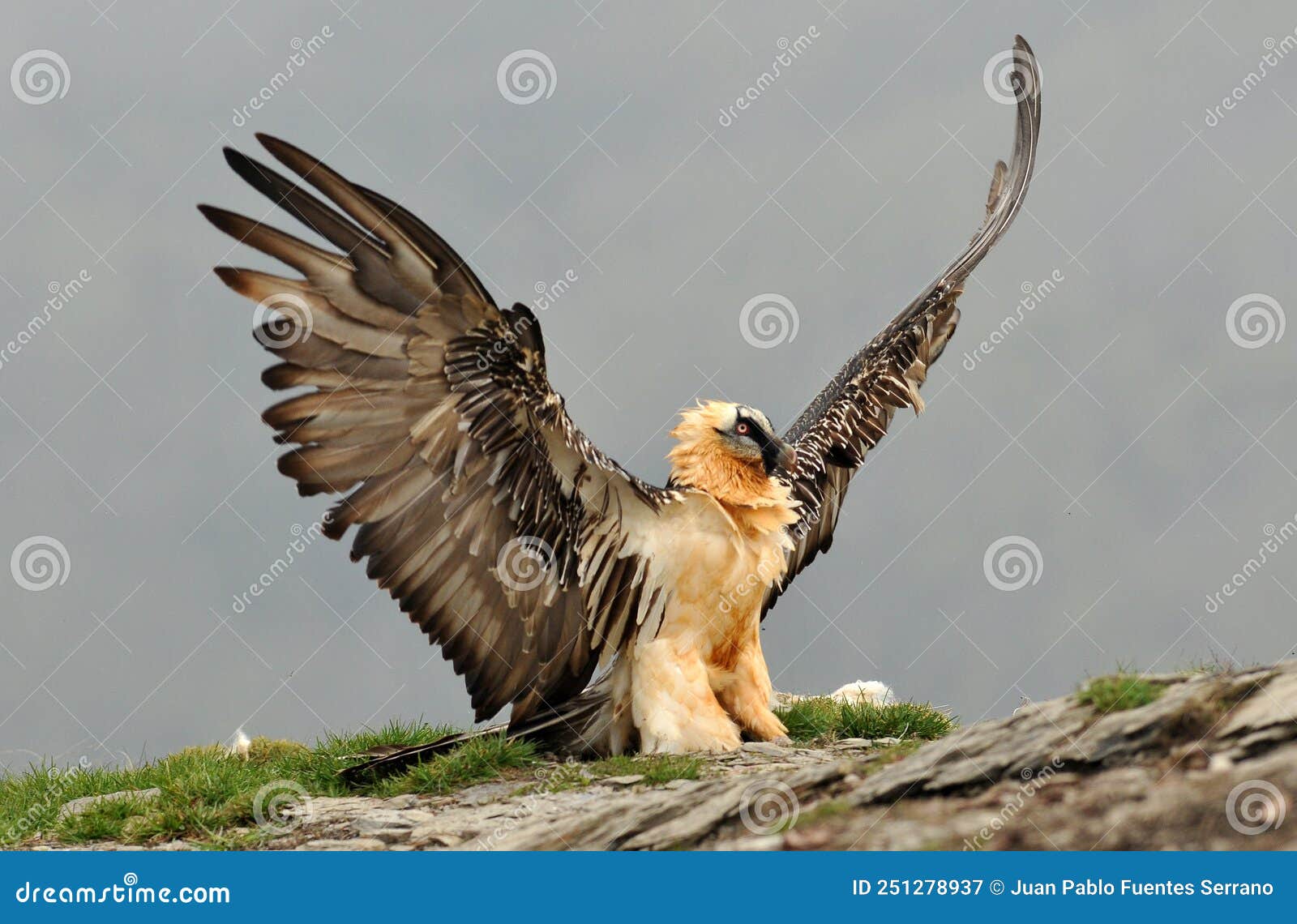 Bearded Vulture in the Pyrenees Stock Image - Image of bearded, field ...