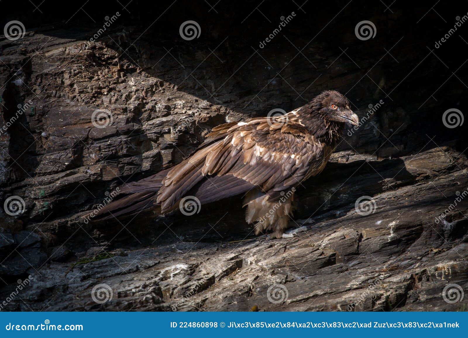 Bearded Vulture on a Rock Hunt Stock Photo - Image of endangered, fauna ...