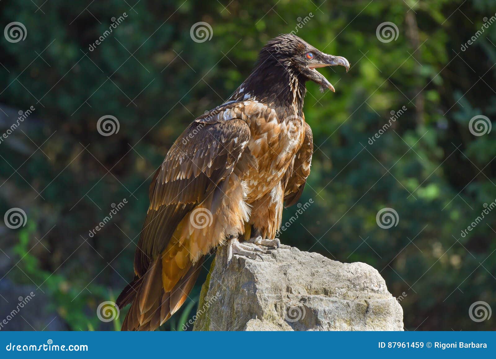 Bearded Vulture on the Rock Stock Image - Image of land, blue: 87961459