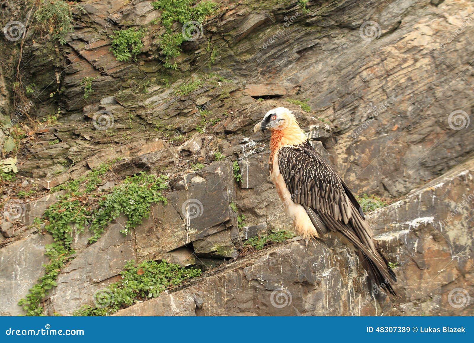 Bearded vulture stock image. Image of nature, barbatus - 48307389