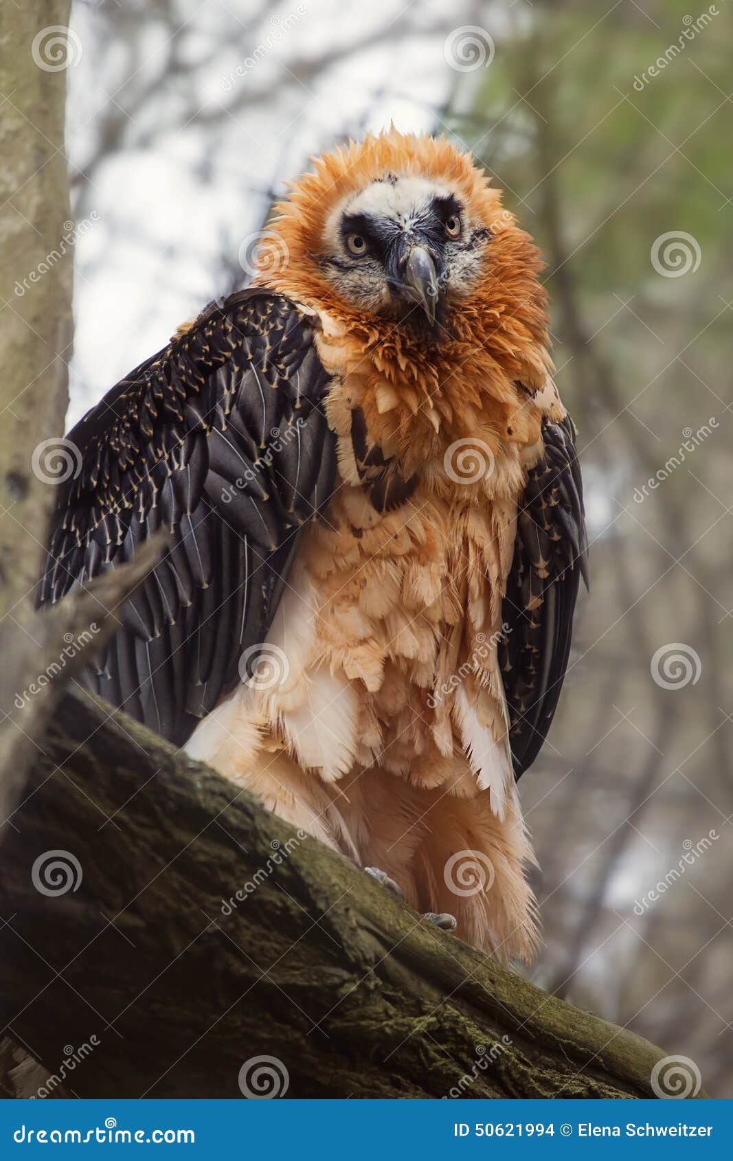 Bearded vulture stock photo. Image of gypaetus, bird - 50621994