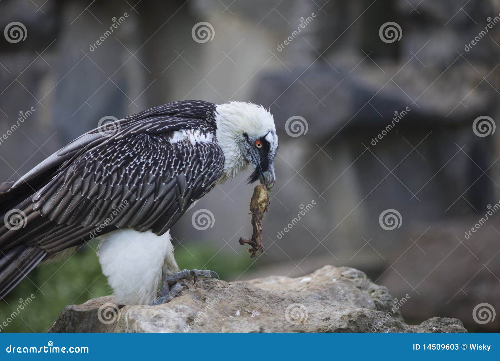 Bearded Vulture Take a Meat Stock Image - Image of predatory, leisure ...