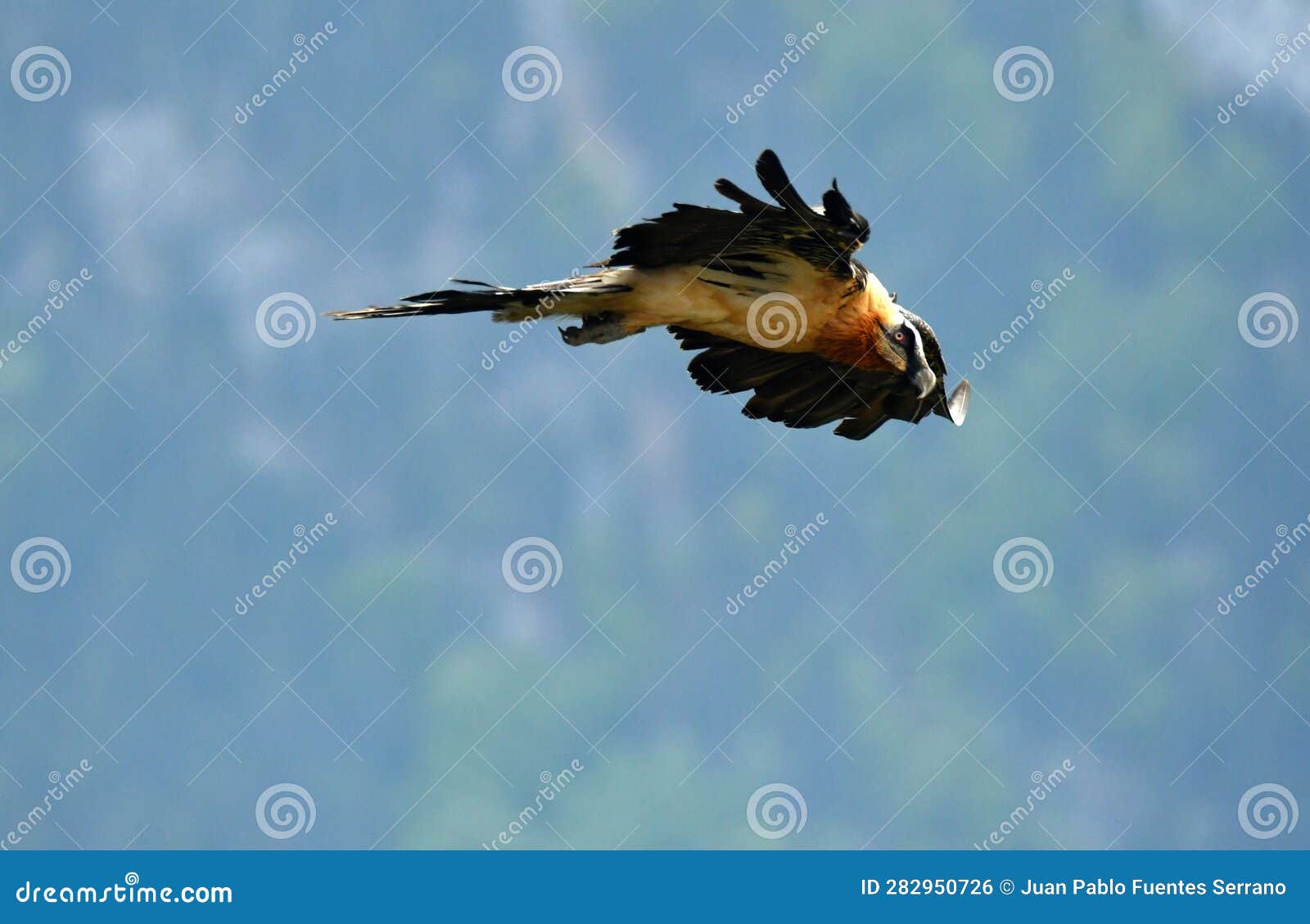 Bearded vultures stock photo. Image of falcon, beak - 282950726