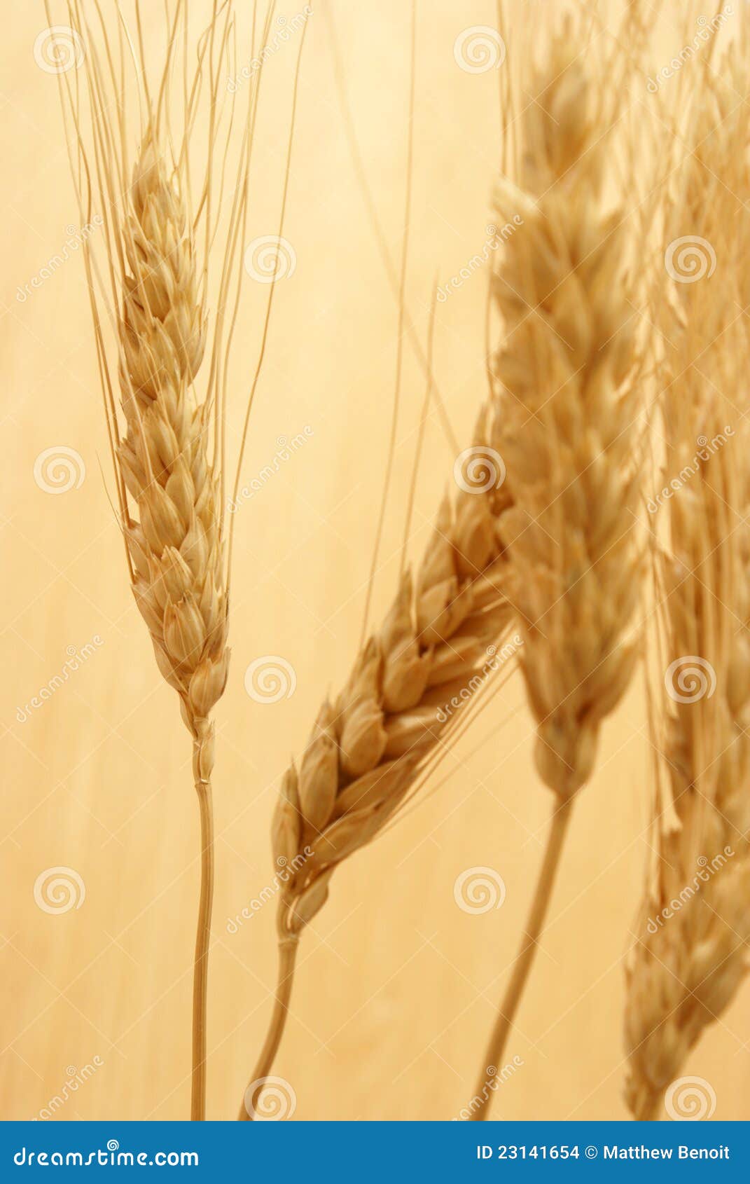 Bearded Wheat stock photo. Image of crop, golden, farm - 23141654