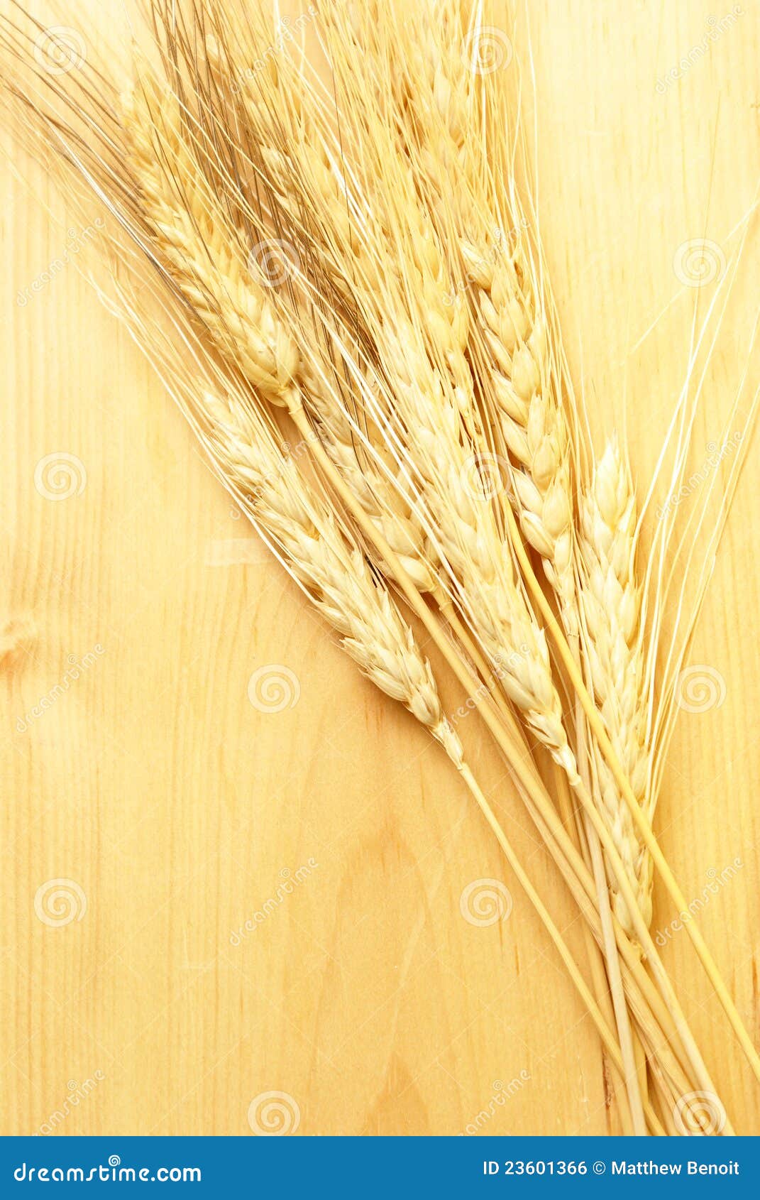 Bearded Wheat stock photo. Image of nature, agriculture - 23601366