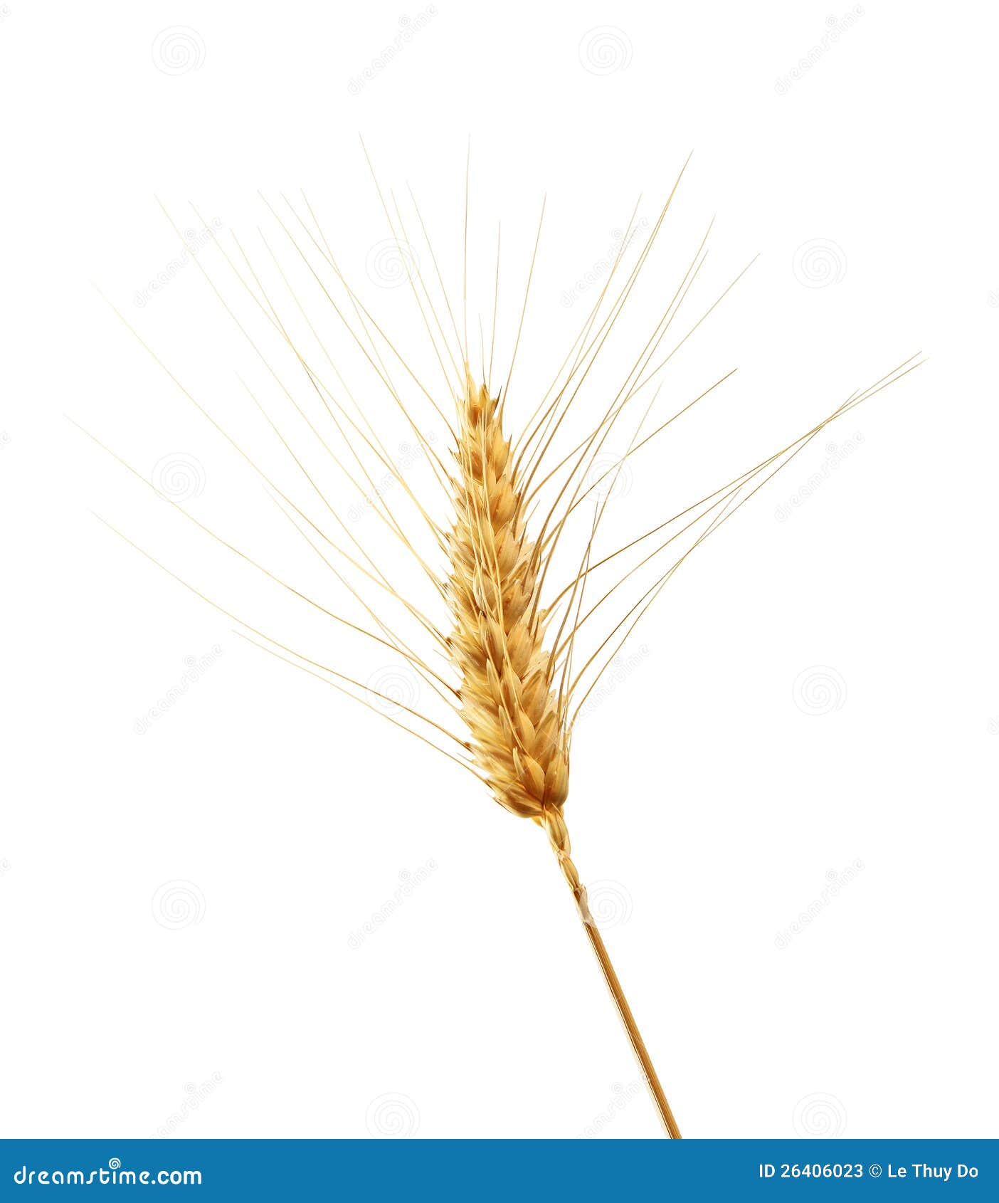 Bearded Wheat stock image. Image of autumn, spica, bread - 26406023